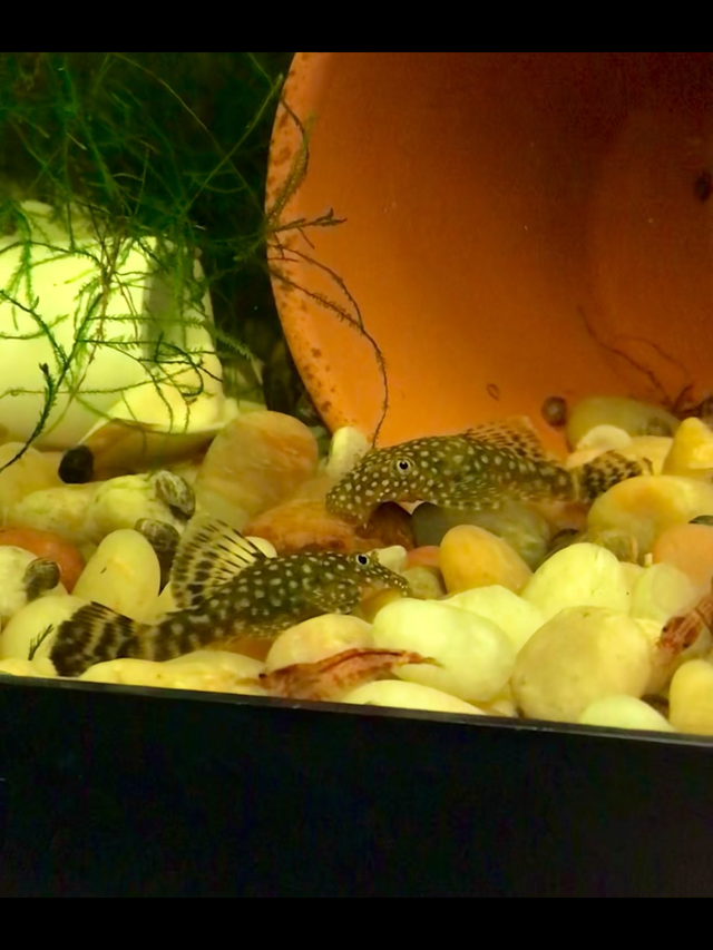 OZ Exotics & Aquatics